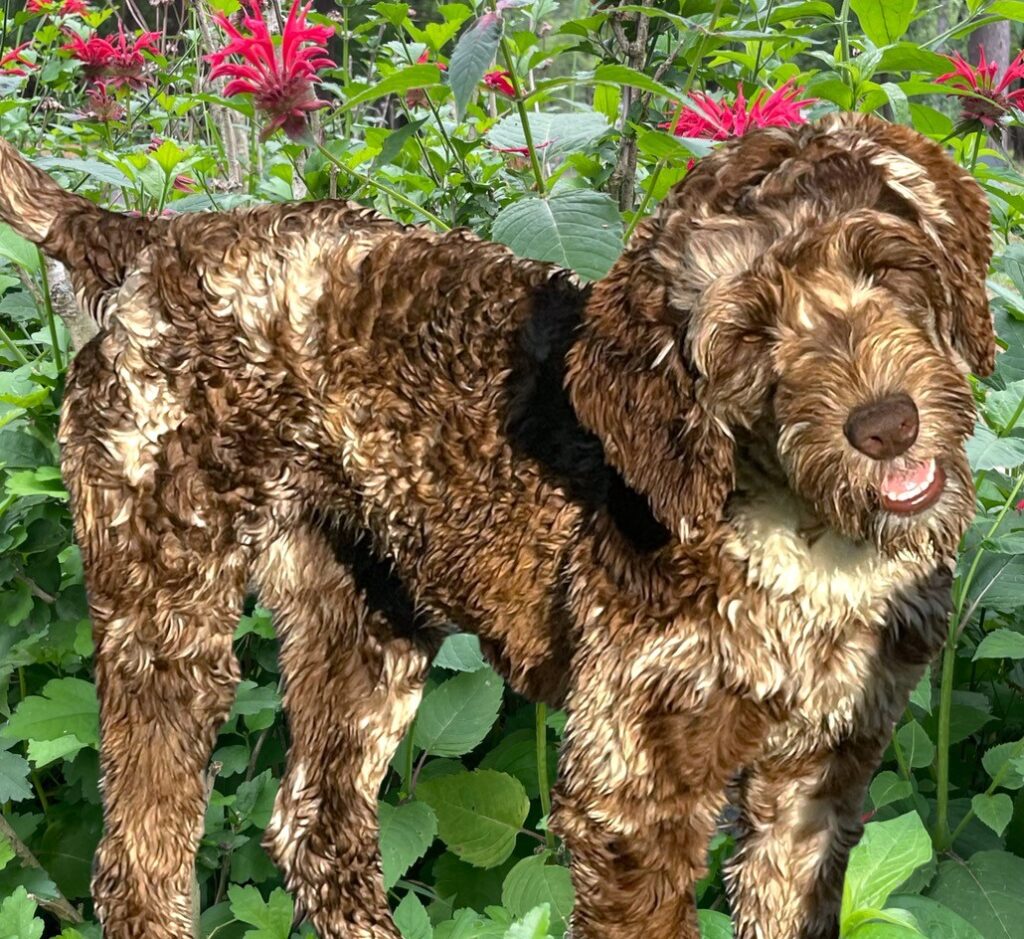 Female Miniature Goldendoodles & Australian Labradoodles For Sale ...
