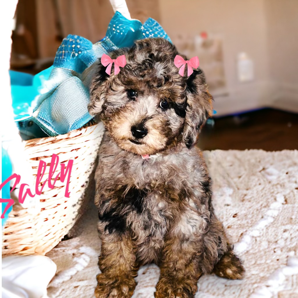 Amore & Jack Mini Goldendoodles Hypo-Allergenic - Erica's Doodles