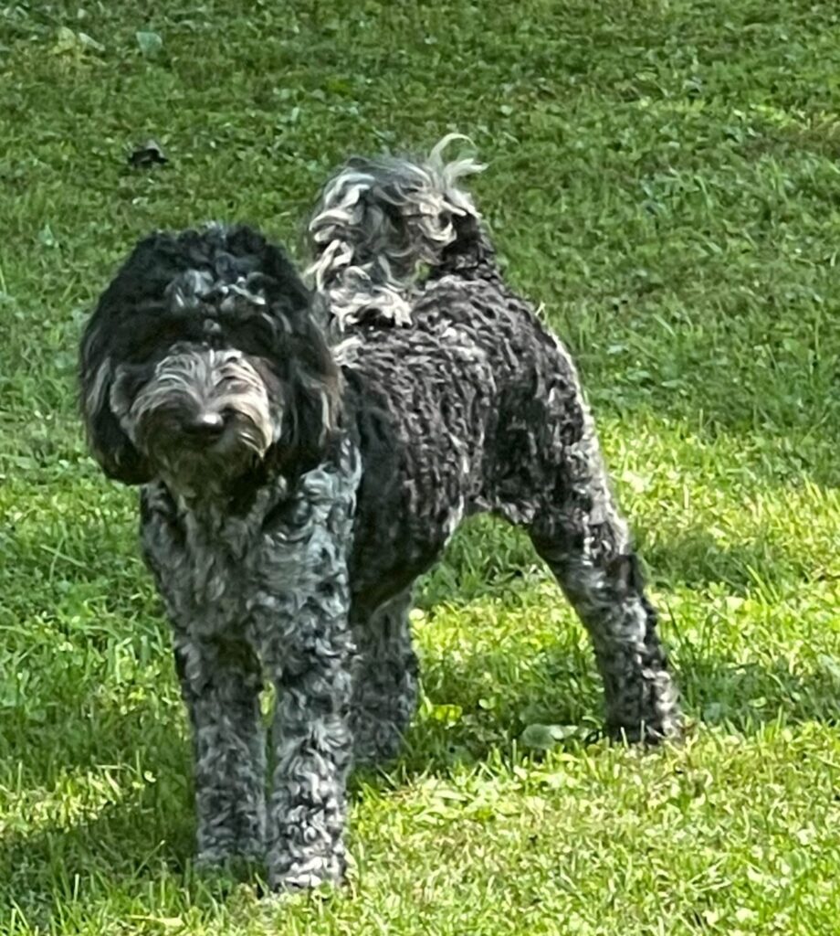 Female Miniature Goldendoodles & Australian Labradoodles For Sale ...