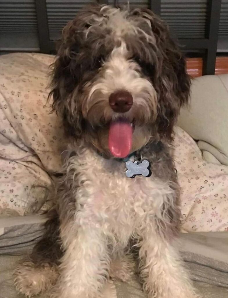 Female Miniature Goldendoodles & Australian Labradoodles For Sale ...