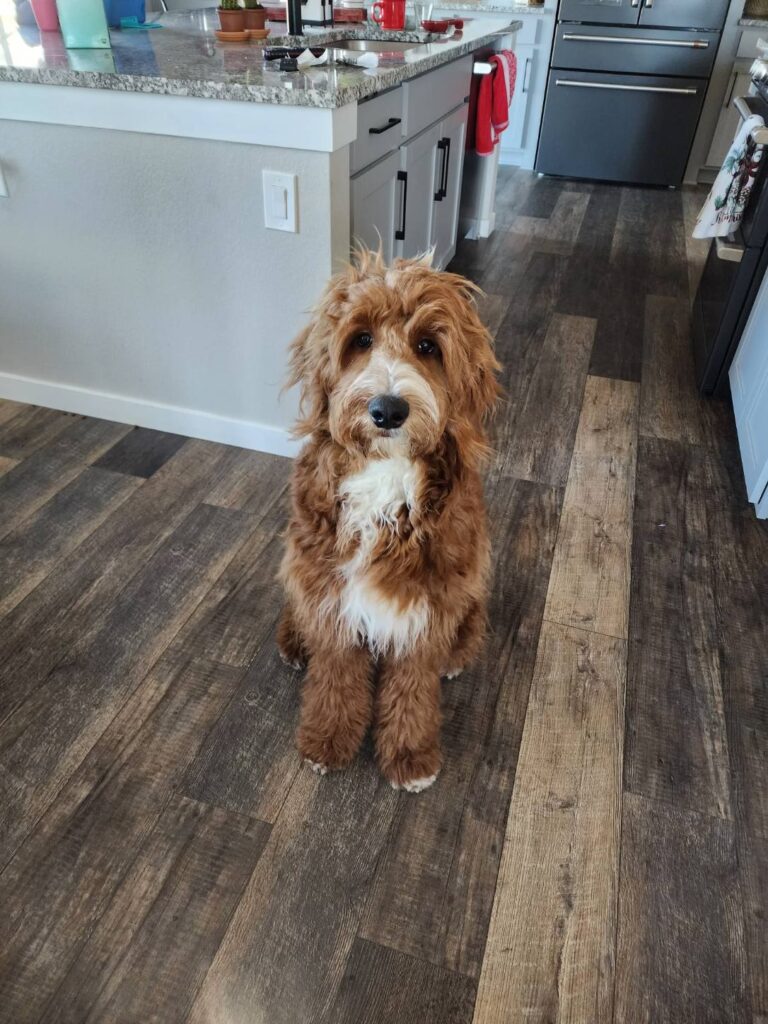 Goldendoodles And Australian Labradoodle Breeder - Illinois | Erica's ...
