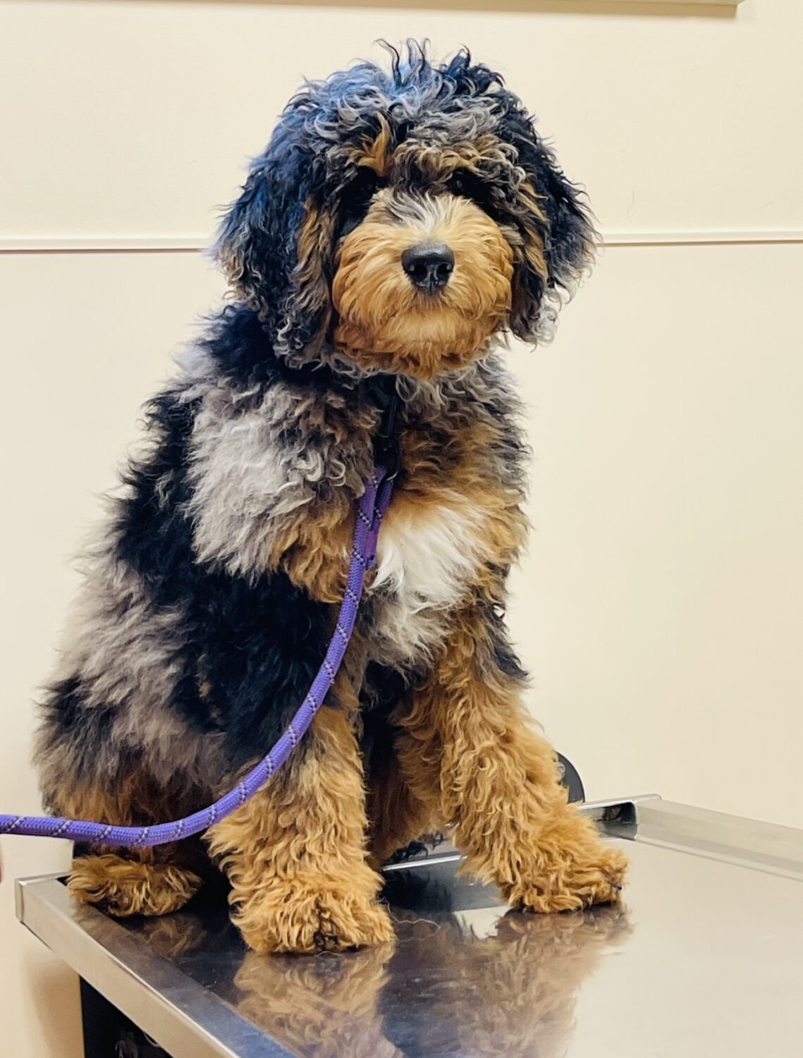 Goldendoodles And Australian Labradoodle Breeder - Illinois | Erica's ...