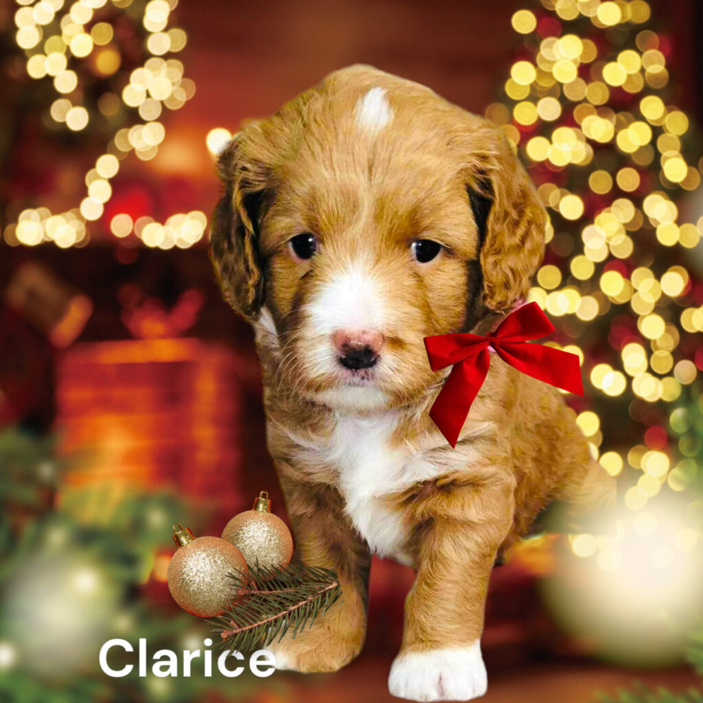 Goldendoodle And Australian Labradoodle Puppies For Sale - Illinois ...