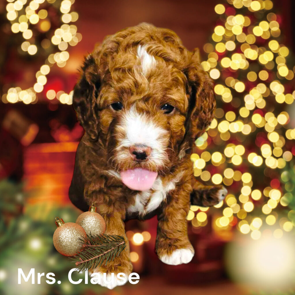 Goldendoodle And Australian Labradoodle Puppies For Sale - Illinois ...