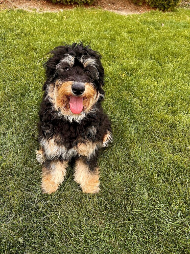 Female Miniature Goldendoodles & Australian Labradoodles For Sale ...